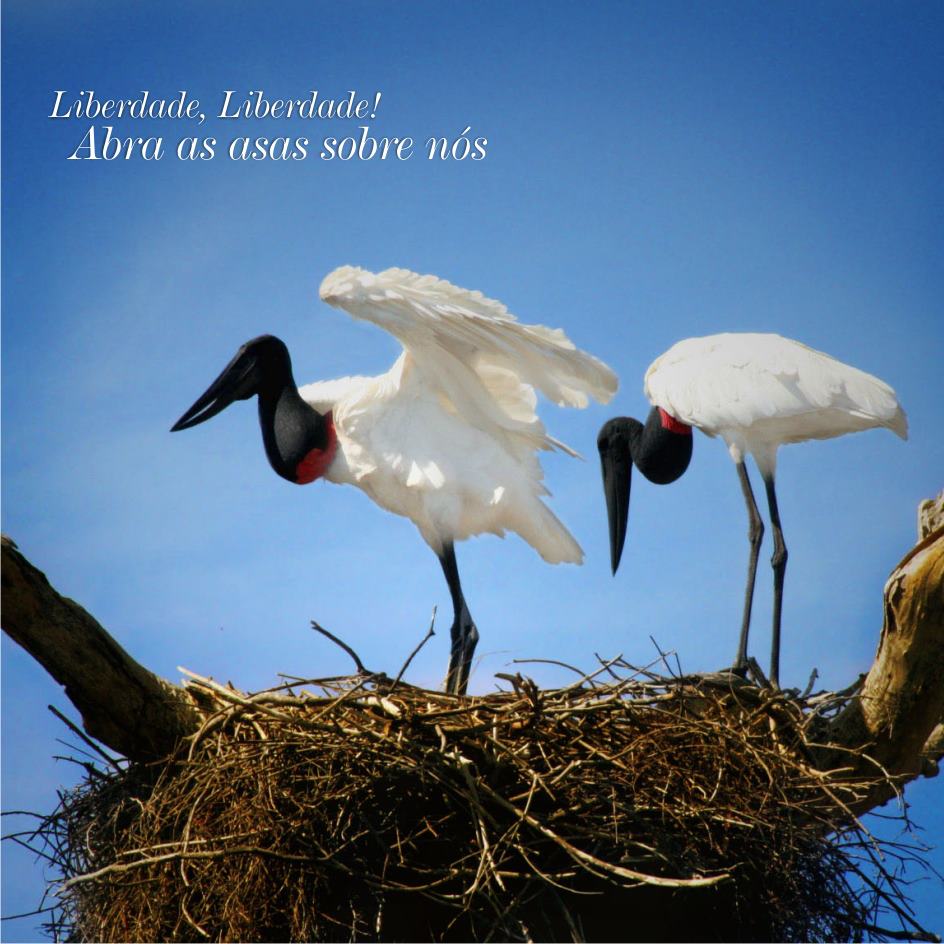 MS POD MAIS - CENTRAL DE NOTÍCIAS